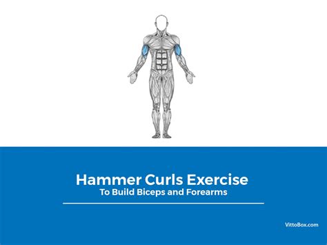 Hammer Curls Exercise To Build Biceps And Forearms Vittobox