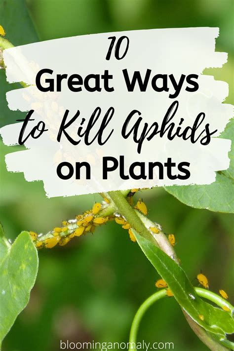 How To Get Rid Of Aphids On Plants Artofit