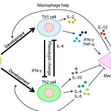 Pdf Regulation Of Th1th2 Cells In Asthma Development A Mathematical