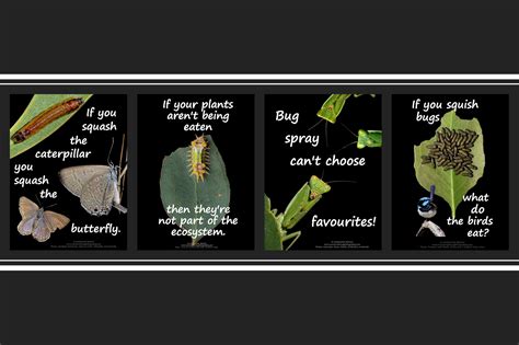 Stop Killing The Bugs… Ausemade