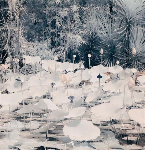 Aditya Dicky Singh Wildlife Tiger Nature Very Large Black White