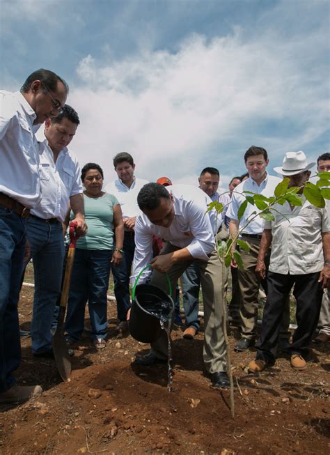 Resurge ‘el Oro Verde En Yucatán Formal Prision