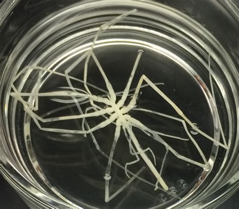 Prelab And Post Lab Quizzes And Key Points Made For Practical 2