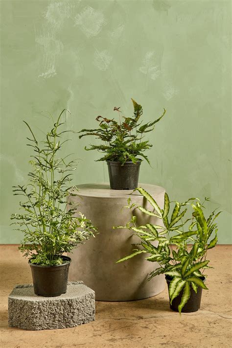 Assorted Fern