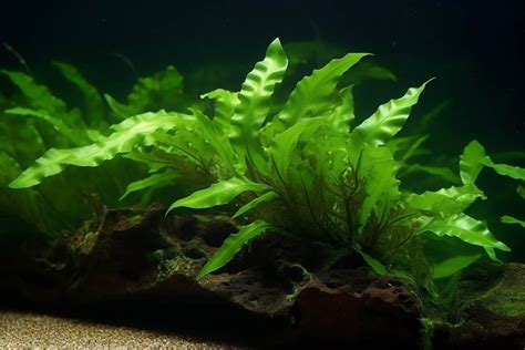 Java Fern Microsorum Pteropus Ultimate Care Guide Fish Laboratory Java Fern Microsorum Pteropus Ultimate Care Guide Fish Laboratory