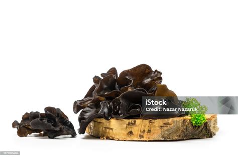 흰색 배경에 고립 된 나무 단면에 뮤어 버섯 유대인의 귀 버섯 스튜디오 샷 식용 어두운 곰팡이 오리큘러니아 폴리트리카 0명에 대한 스톡 사진 및 기타 이미지 Istock