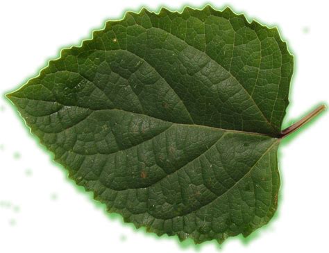 Medio Ambiente Las Partes De La Planta