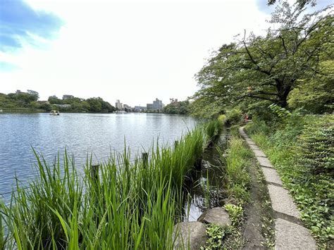 レゴパパ on Twitter 洗足池公園池上線洗足池駅最寄りだけど目黒線大岡山北千束も徒歩圏内城南エリアで最も自然豊かな池昨年
