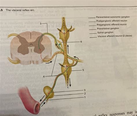 Solved 5 The Visceral Reflex Arc Paravertebral Autonomic