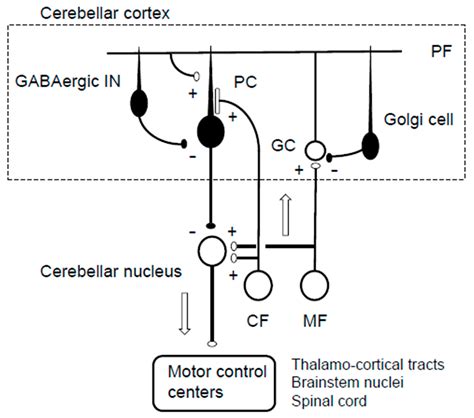 Morphological And Functional Principles Governing The Plasticity Reserve In The Cerebellum The