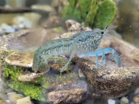 Crayfish Aquaponics Uk Uptownmoms