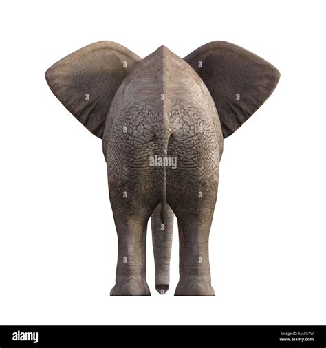 Grey Elephant Isolated On White D Render Stock Photo Alamy