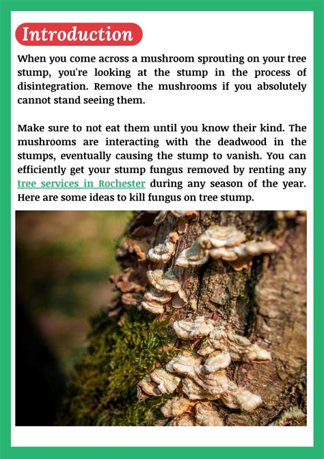 Efficient Ways To Kill Fungus On Tree Stump