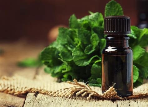 Les bienfaits de lhuile essentielle de menthe poivrée So Healthy