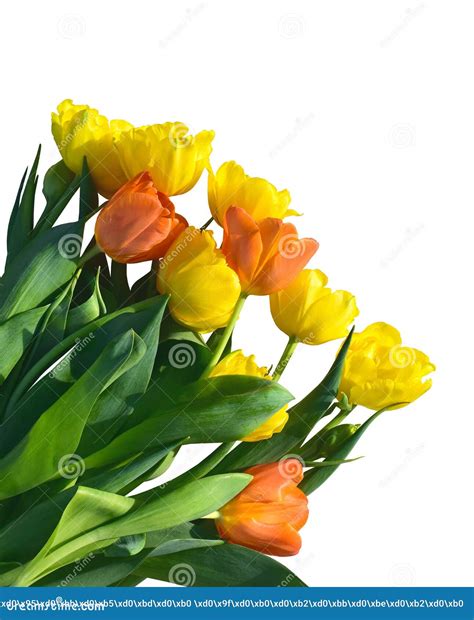 Bouquet Of Yellow And Orange Tulips On A White Background Stock Image