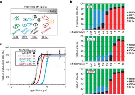 Impact Of Camp Dependent Modulation Of Map Kinase Signalling On
