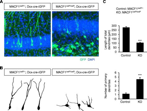 Macf1 Is Required For Dendritic Arborization Of Developing Hippocampal
