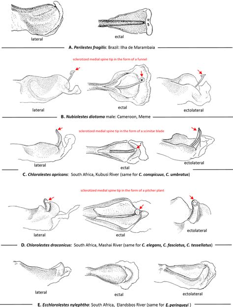Lateral Ectal And Ectolateral Views Of Apical Segment Of Genital Ligula