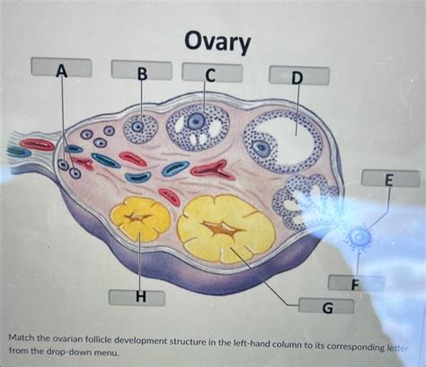 Match The Female Reproductive Structure In The Chegg Com