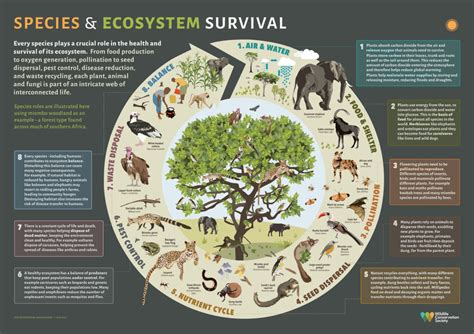Ecosystem Examples Nature S Complex Interactions