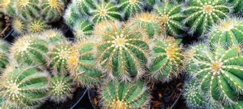 Baloon Cactus In Garden Stock Image Image Of Fruit 270831185