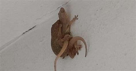 Lizard Hug Album On Imgur