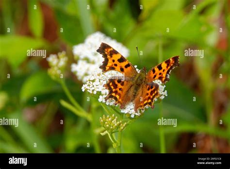 Polygonia C Album The Comma Is A Food Generalist Polyphagous