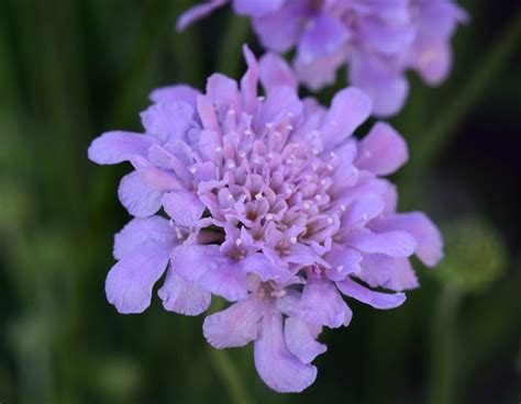 Flutter Deep Blue Scabiosa Bloomables