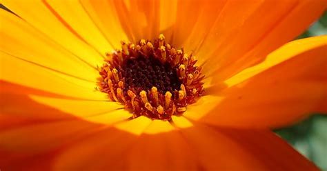 Macro Album On Imgur