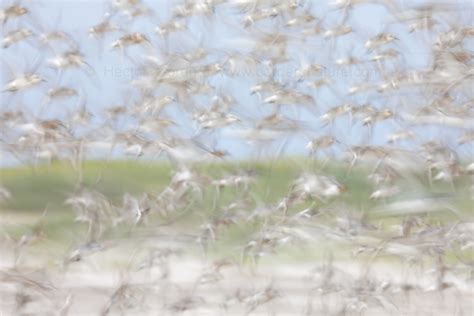 Gallery Hector Cordero