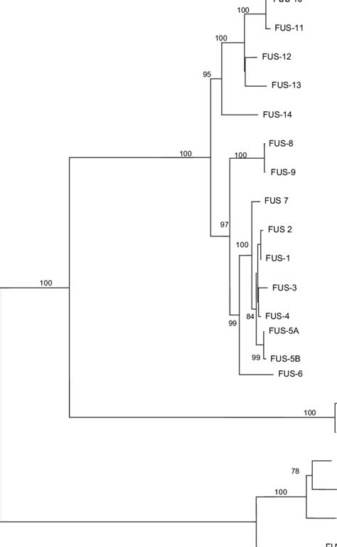 Neighbor Joining Tree For The Concatenated Dna Sequences Of Ef1a And Download Scientific