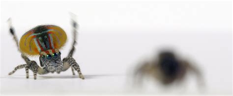 Maria Fernanda Cardoso Spiders Of Paradise School Ties