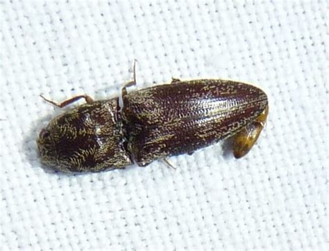 Click Beetle Dark Brown Click Beetle