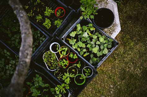 야채 묘목의 평면도입니다 냄비에 식물의 묘목과 콩나물 0명에 대한 스톡 사진 및 기타 이미지 0명 갈퀴 개념 Istock