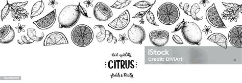 레몬 손으로 그린 벡터 일러스트 디자인레몬 스케치 흑백 스타일 감귤류 레몬 패턴 일러스트 레몬 포장 디자인 과일에 대한 스톡 벡터 아트 및 기타 이미지 Istock