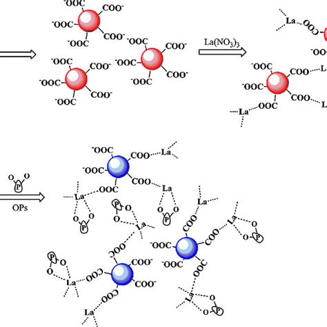 Scheme 1 Schematic Representation Of The Au Nps La Colorimetric