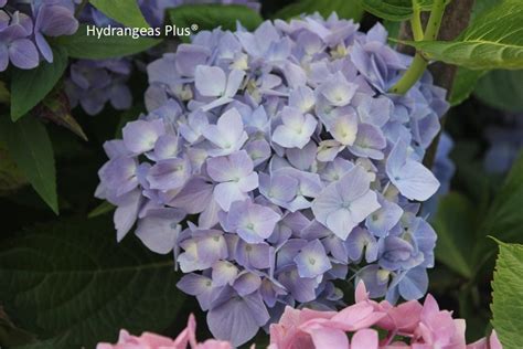 Hydrangea Macrophylla Lets Dance Moonlight™ Hydrangeas Plus