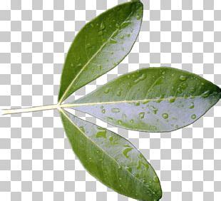 Shrub Texture Mapping Branch 3D Textur Tree PNG Clipart 3d Computer