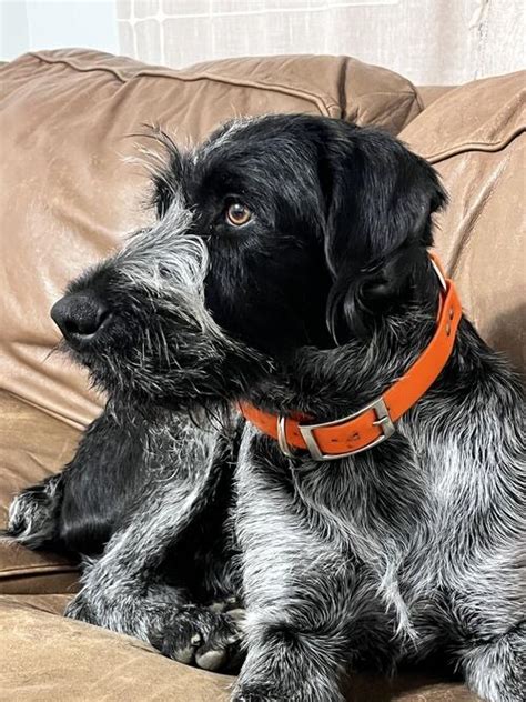 Female German Wirehair Pointeravailable Gackle Nd