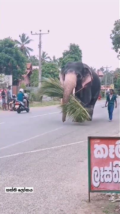 යුව රජ සිංහ රාජාගේ ගමන් තාලය Youtube