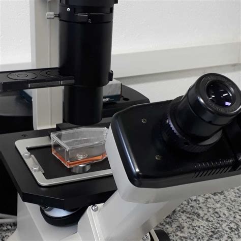 Thp 1 Differentiation