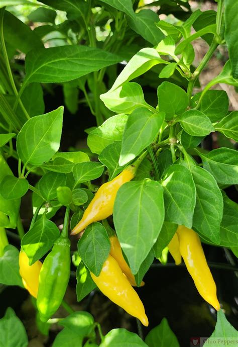 Lemon Drop Pepper Ohio Peppers