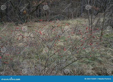Red Fruits Hang On The Branches Of A Wild Rose Bush In January Rosa