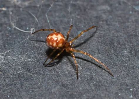 Will Venomous Brown Widow Spiders Make Black Widows Extinct