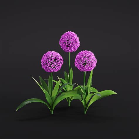 Allium Garlic 3d Model Download Flowers On