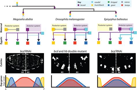 Summary Of Maternal Gene Regulatory Networks And Gap Gene Expression In