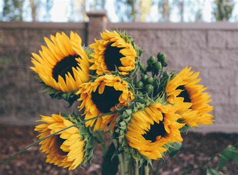 Como Cultivar Girassol Anão Hm Jardins Floricultura E Jardinagem