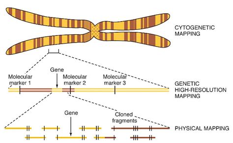 Gene Mapping Types And Techniques