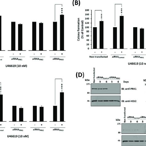 Effect Of Sirna Mediated Disruption Of Prk1 Prk2 And Prk3 Expression