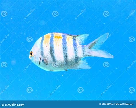 Sergeant Fish In Blue Water Tropical Fish Dascillus In Seashore Coral